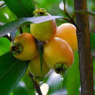 Hybrid Grafted Golap Jamun Fruit Plant - SA Plant Hub