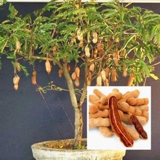 Sweet Tamarind (Imli) Fruit Plant - SA Plant Hub
