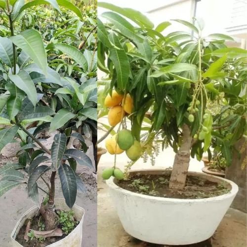 Thai All-Time Mango – Grafted and Hybrid Plant - SA Plant Hub
