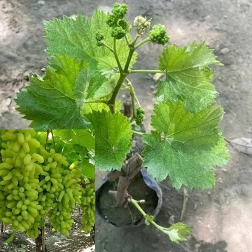 Thai_Grapes_Hybrid_Fruit_Plant - SA Plant Hub