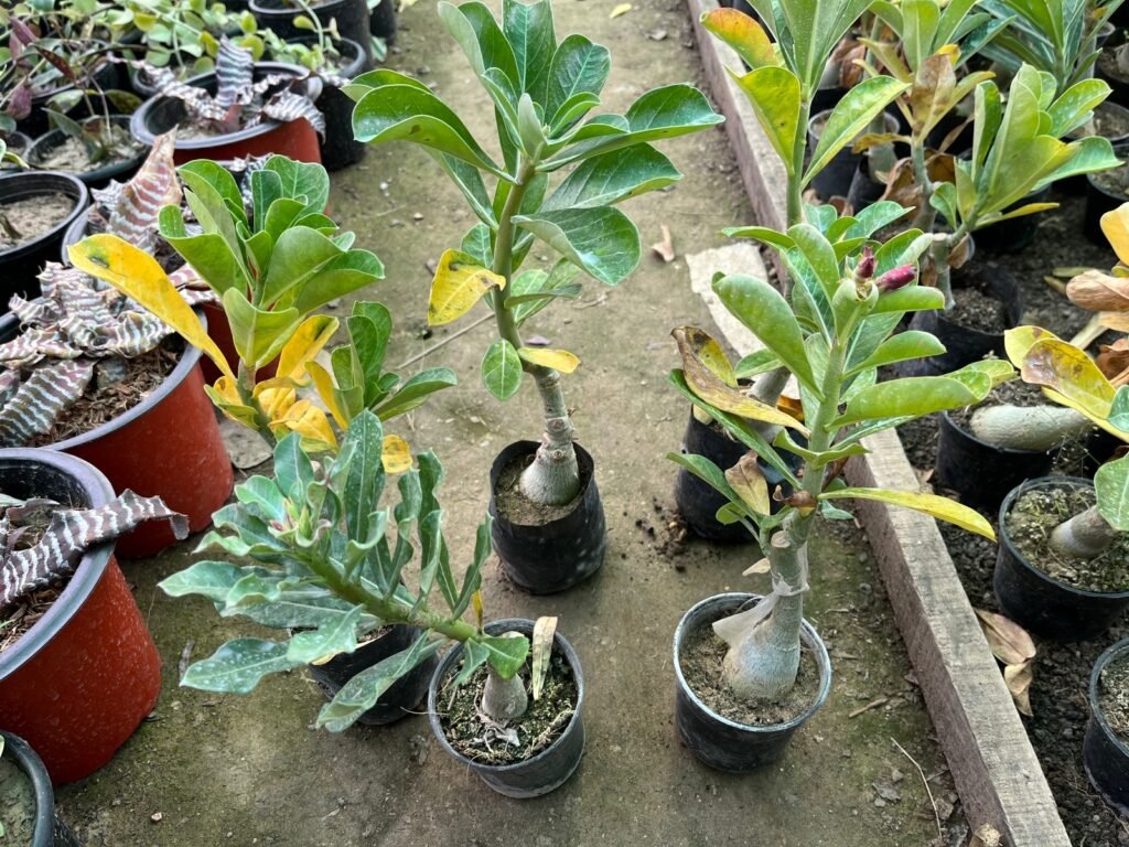 Adenium rose variety Graftied Plant - SA Plant Hub